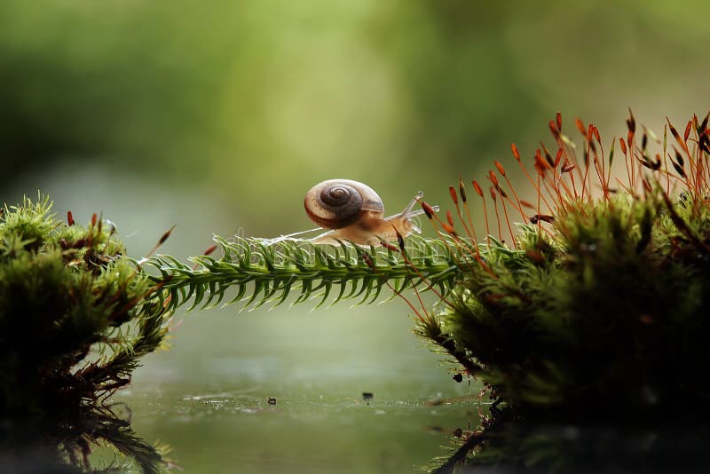 Snail on Moss stock image. Image of wild, snails, snail - 191123689