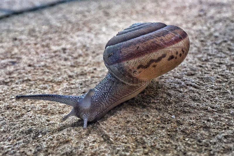 Snail in motion stock image. Image of nature, slow, resort - 78247935