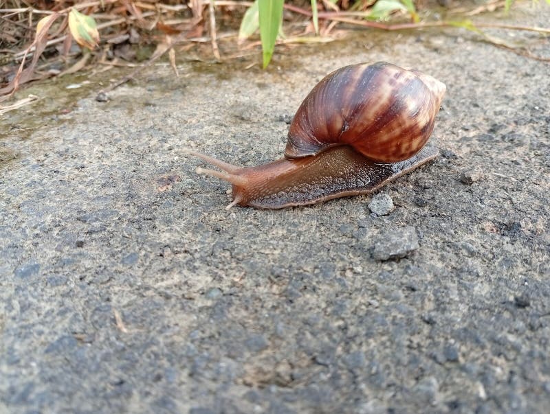 Snail on the Move: a Slow Journey Across Asphalt Stock Image - Image of ...
