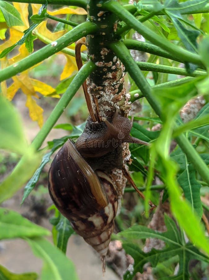 The Snail that Moved Up the Small Tree Stock Image - Image of arthropod ...