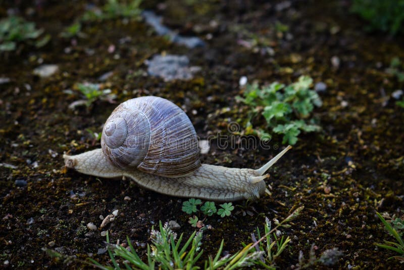 Snail Movement on the Bark of a Tree Stock Image - Image of snail ...