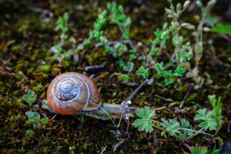 Snail in Movement on Dry Ground with Moss and Tiny Grass Stock Image ...