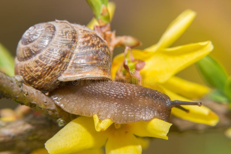 Spring snail stock photo. Image of macro, floral, bush - 214644124
