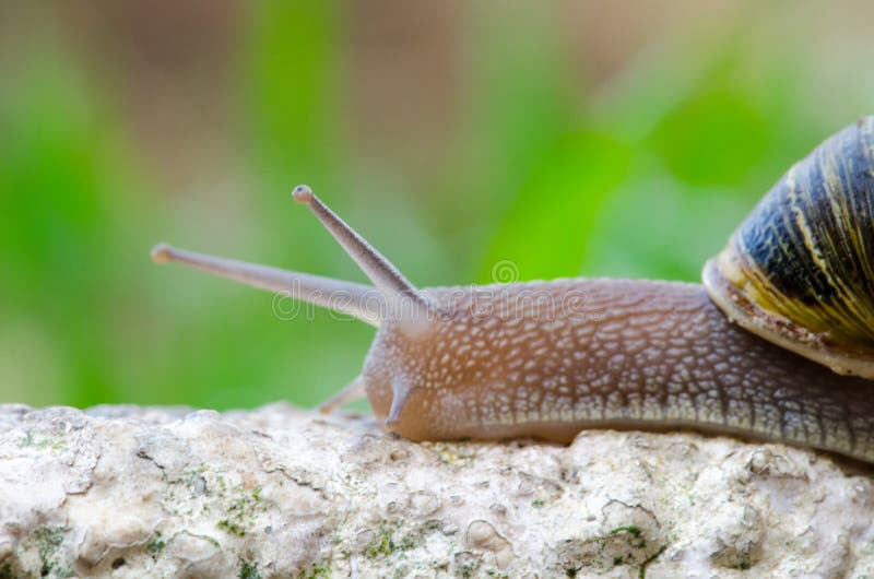 Snail Climbing a Wall stock photo. Image of feeler, animals - 105480532