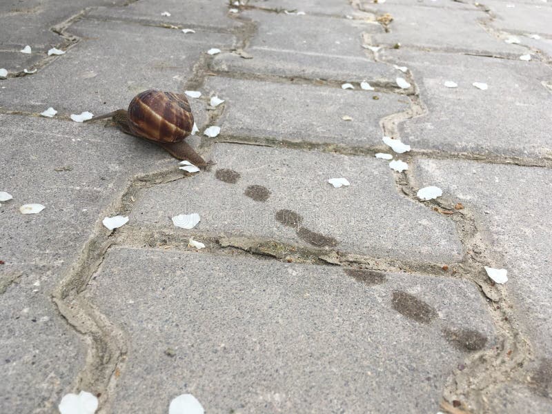 The snail`s trace. stock image. Image of snail, leaving - 123370921