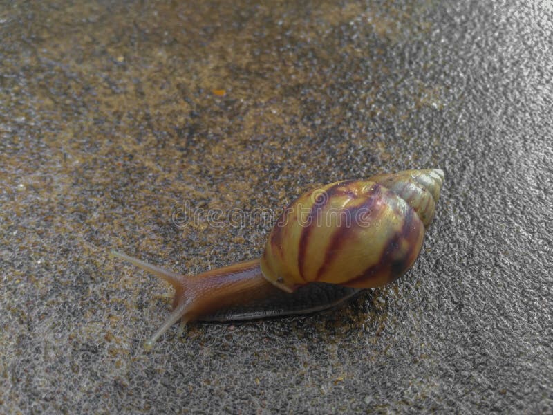 Snail moving stock photo. Image of nature, natural, moving - 71678426