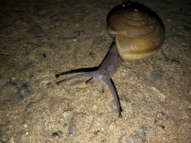 The Snail is Moving Forward Slowly. Stock Image - Image of life, green ...