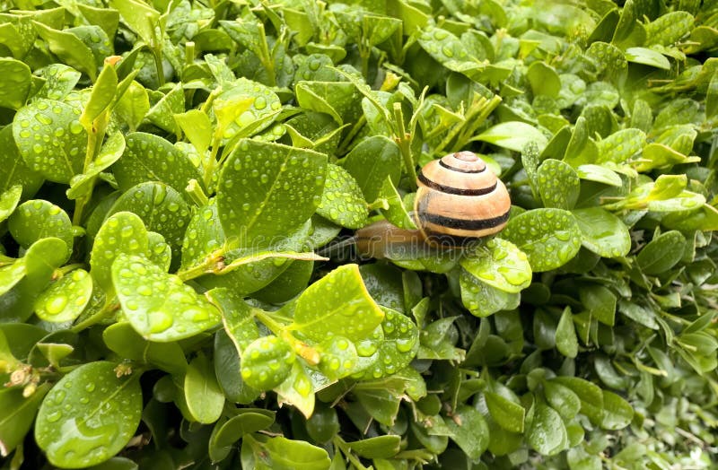 Snail on Green Leaf Moving Crawling Stock Image - Image of crawling ...