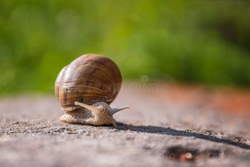 Snail Moving Slowly on the Rock Stock Photo - Image of retract, fauna ...