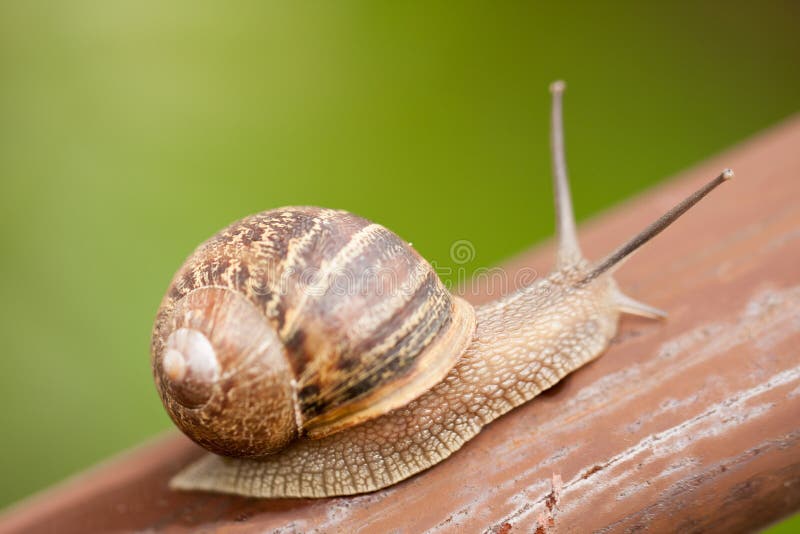 Snail moving slowly stock image. Image of nature, helix - 75285211