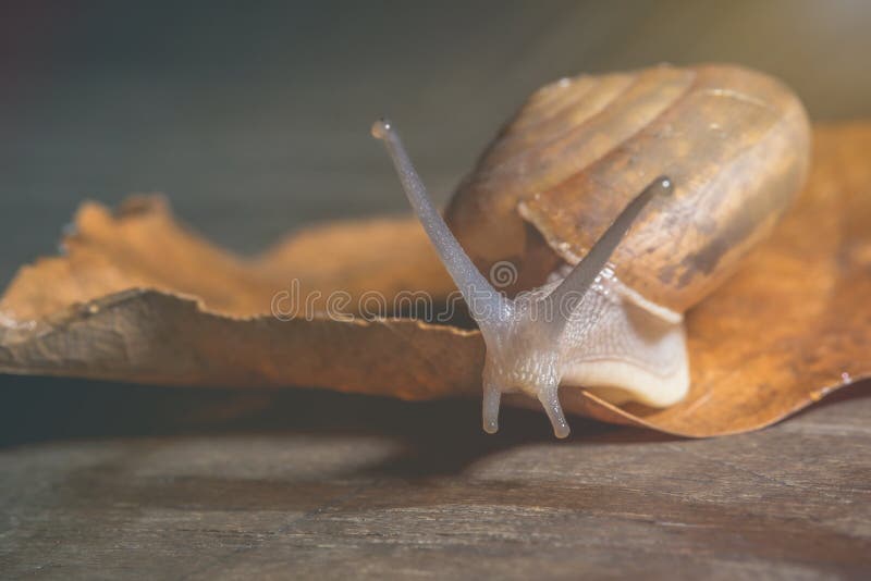 The Snail is Moving Slowly Towards the Destination. Stock Photo - Image ...