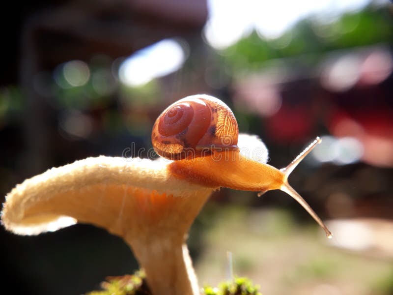 A snail on a mushroom. stock image. Image of petal, branch - 256757977