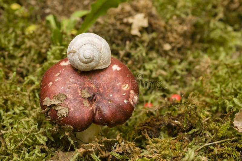 Snail on mushroom stock photo. Image of fall, closeup - 35592866