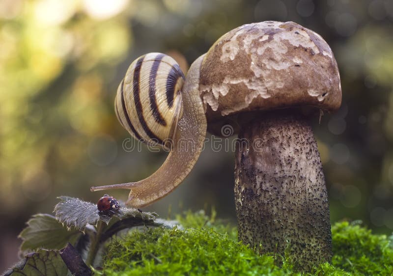 Snail on a mushroom stock photo. Image of fall, plant - 101374720