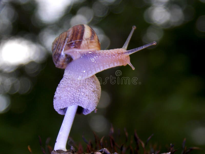 Snail on mushrooms stock image. Image of mushroom, plant - 117052409