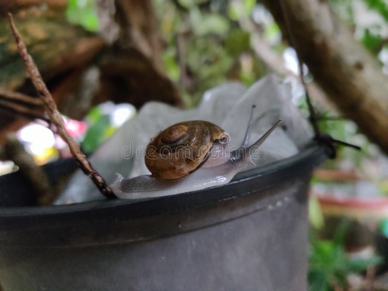 Snail. stock image. Image of thai, animal, snai, snail - 123646519