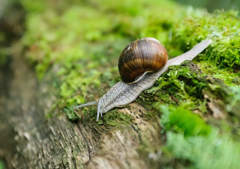 Snail In The Nature Picture. Image: 20653519
