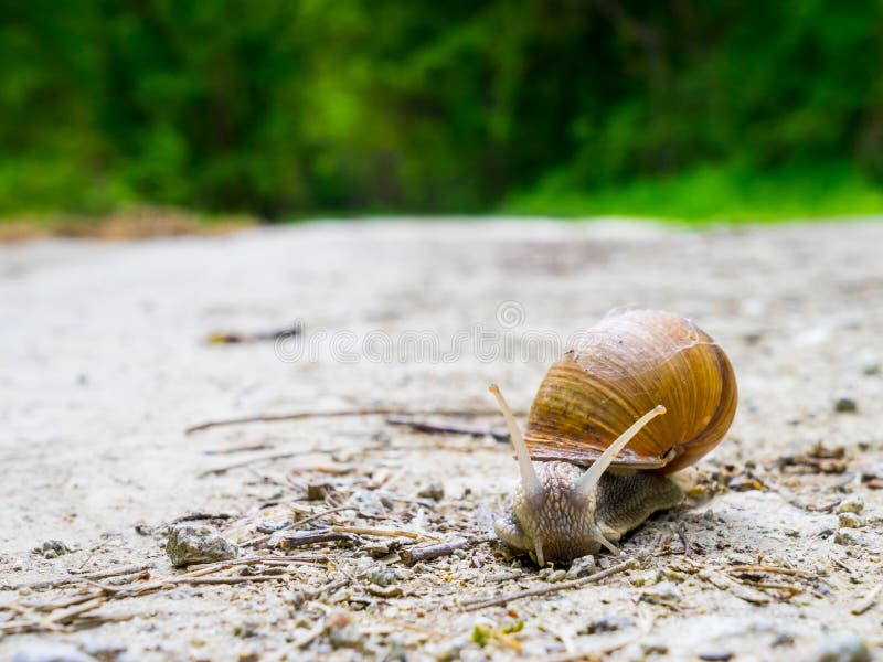 Snail in the Nature, Detail Stock Image - Image of migration, farm ...