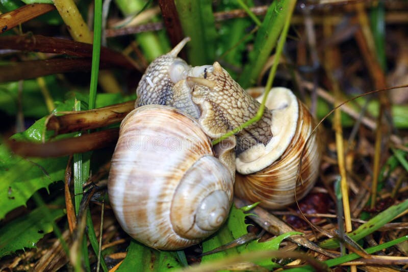 Snail in nature stock photo. Image of summer, local - 123050364