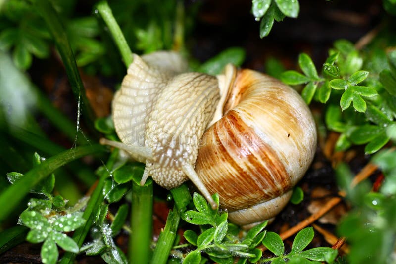Snail in nature stock image. Image of slug, slimy, local - 123050463