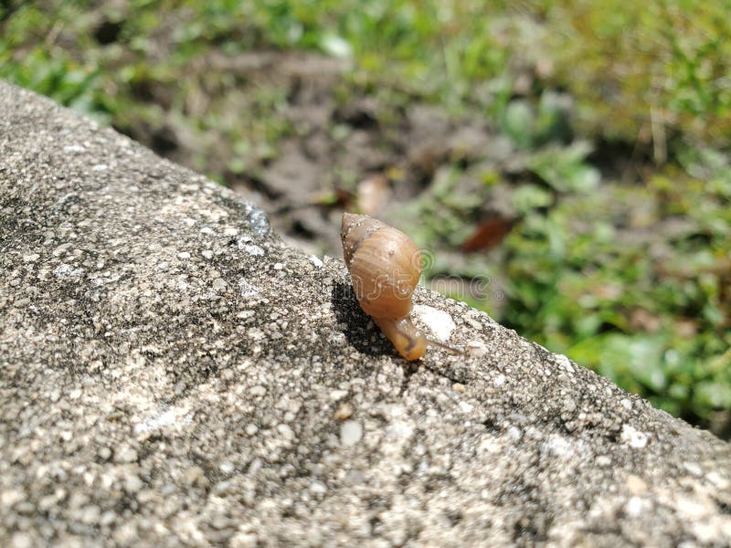 Snail Run, Near the Finish Line, Winner Sign on the Ground Stock Image ...