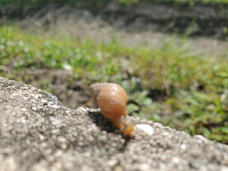 Snail Run, Near the Finish Line, Winner Sign on the Ground Stock Image ...