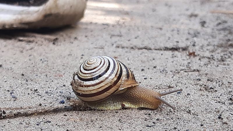 Snail Run, Near the Finish Line, Winner Sign on the Ground Stock Image ...