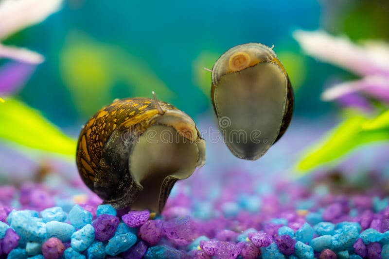 Snail Neritidae in a Home Aquarium Stock Image - Image of helmet ...