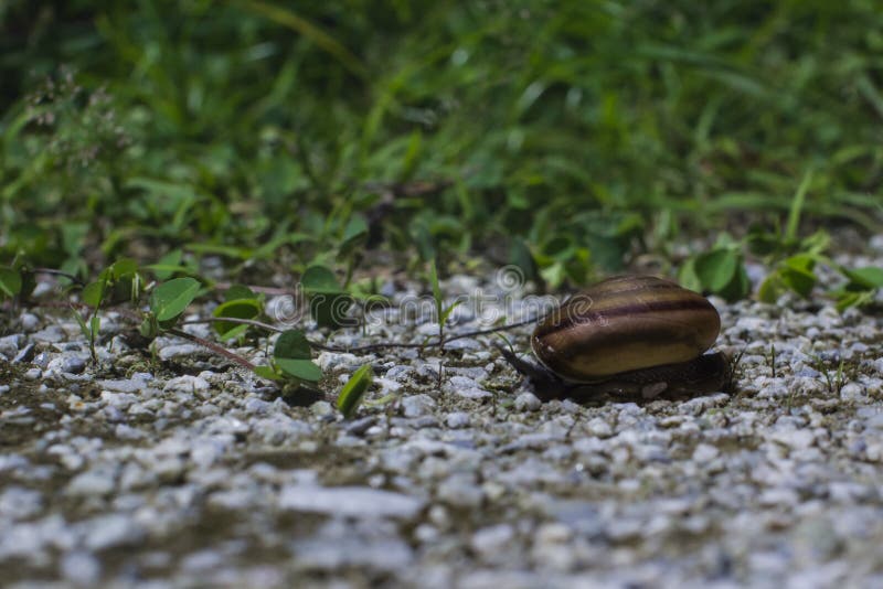 Snail at night stock photo. Image of pebble, night, hunting - 82389036