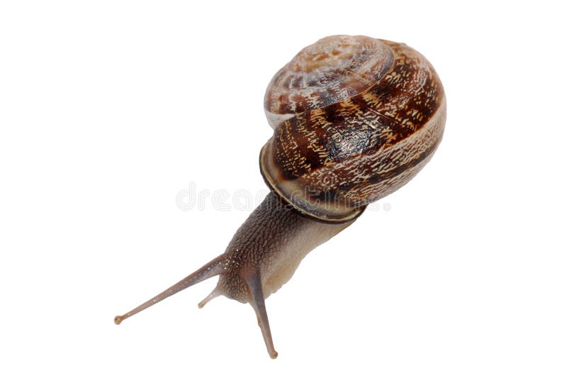Snail Number 1 Stock Photos - Free & Royalty-Free Stock Photos from ...