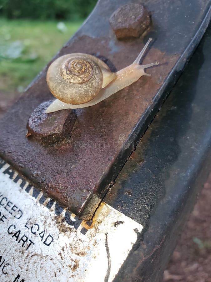 Snail on old trailer stock photo. Image of snail, bumper - 228997372