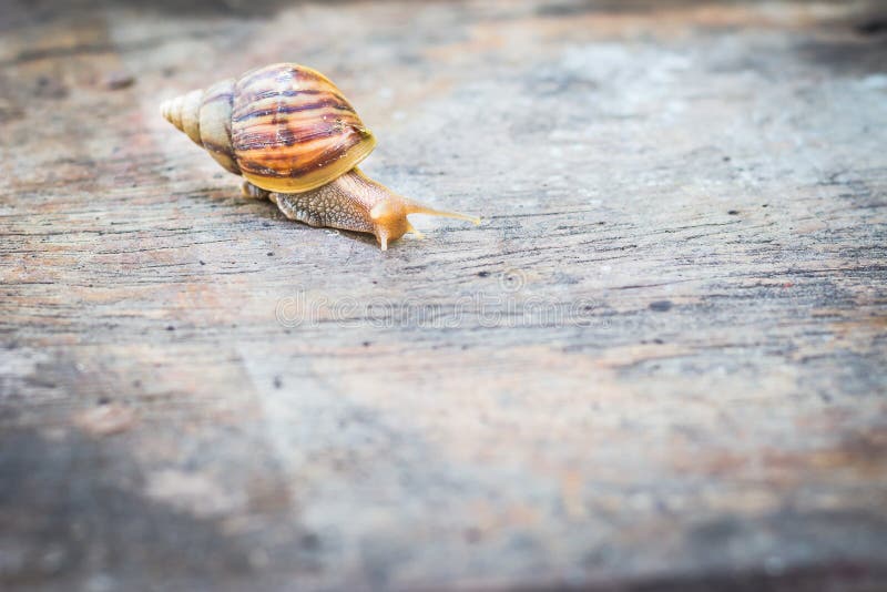 Snail on old wooden table. stock photo. Image of moving - 78620058