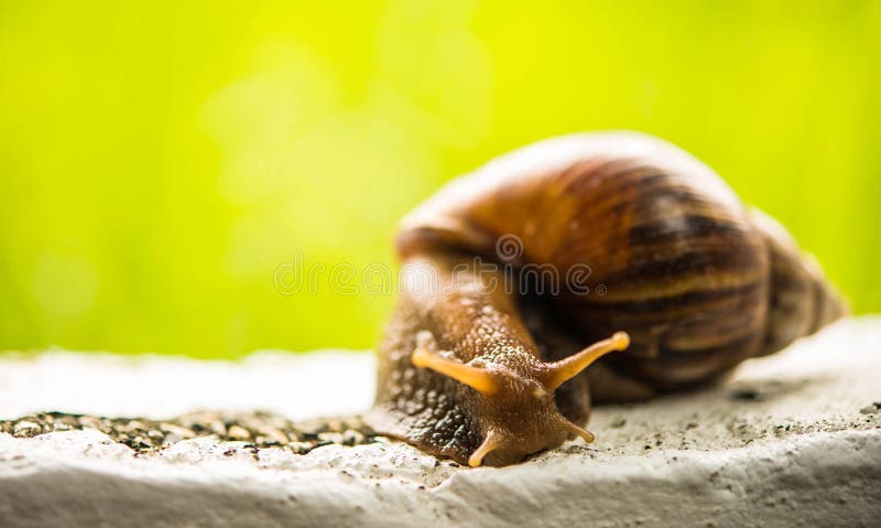 Snail stock photo. Image of snails, white, details, backgrounds - 34994904
