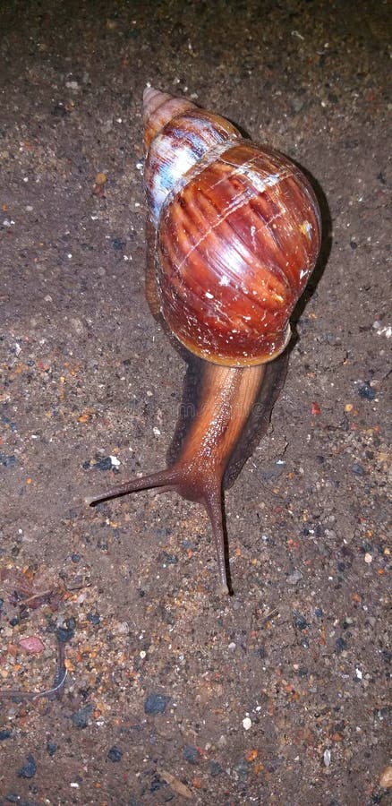 Lissachatina Fulica is a Species of Large Land Snail Stock Image ...