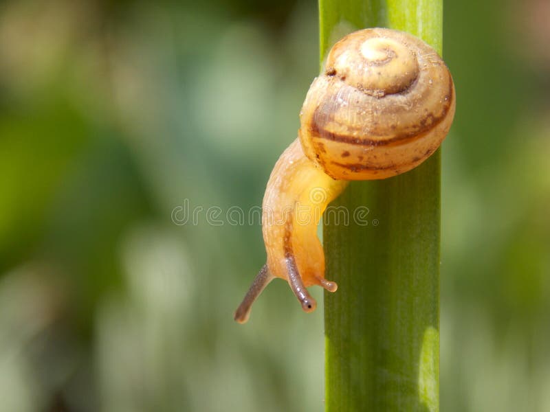 Snail stock image. Image of nature, plant, color, snail - 100891629