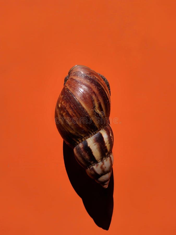 A Snail on an Orange Bacground Stock Image - Image of unique, shell ...