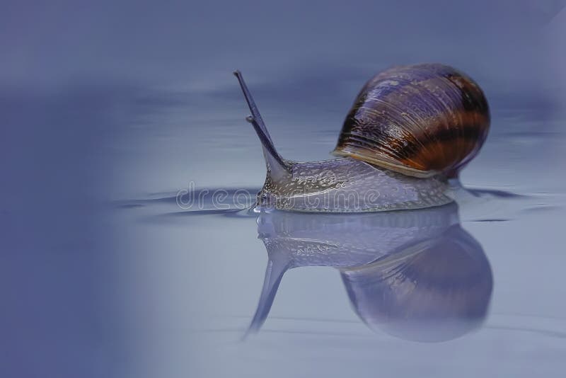 Snail Reflection on a Wet Surface Stock Image - Image of garden, spiral ...
