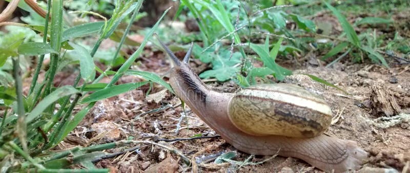 Snail pace stock image. Image of morning, walk, designer - 48491613