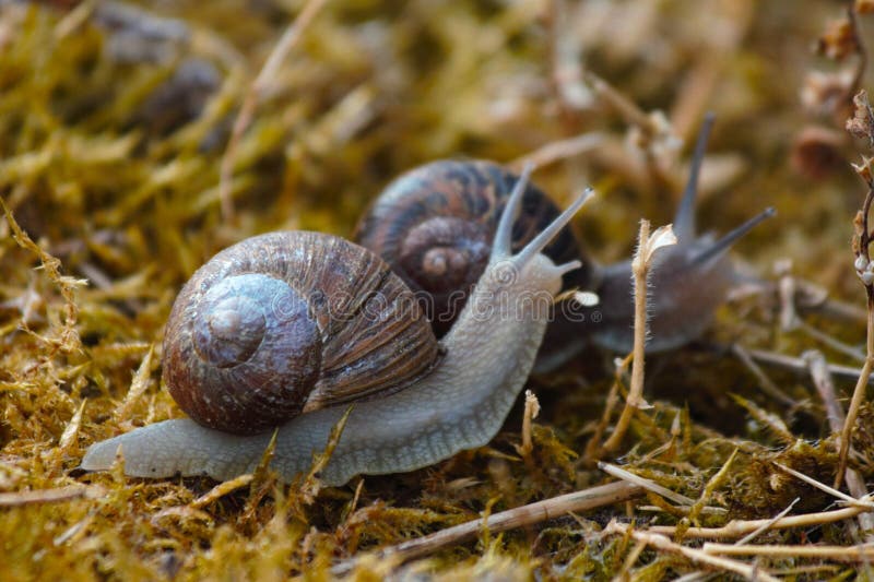 Snail Pair Together on Forest Moss Stock Image - Image of pale, colors ...