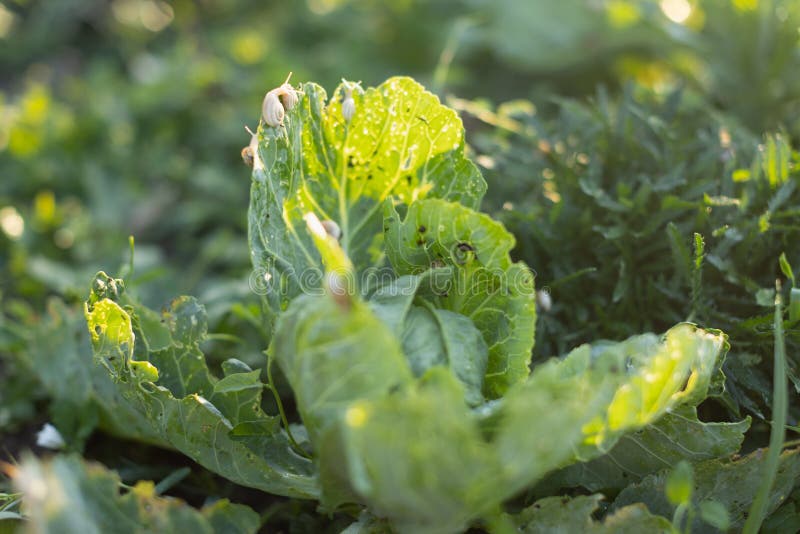 Snail Parasites Eat and Spoil the Cabbage Stock Photo - Image of ...