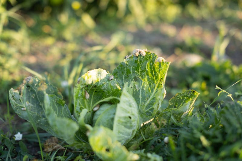 Snail Parasites Eat and Spoil the Cabbage Stock Image - Image of ...