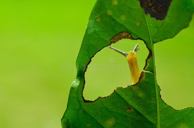 The Hidden Snail stock image. Image of hidden, snail - 126513727