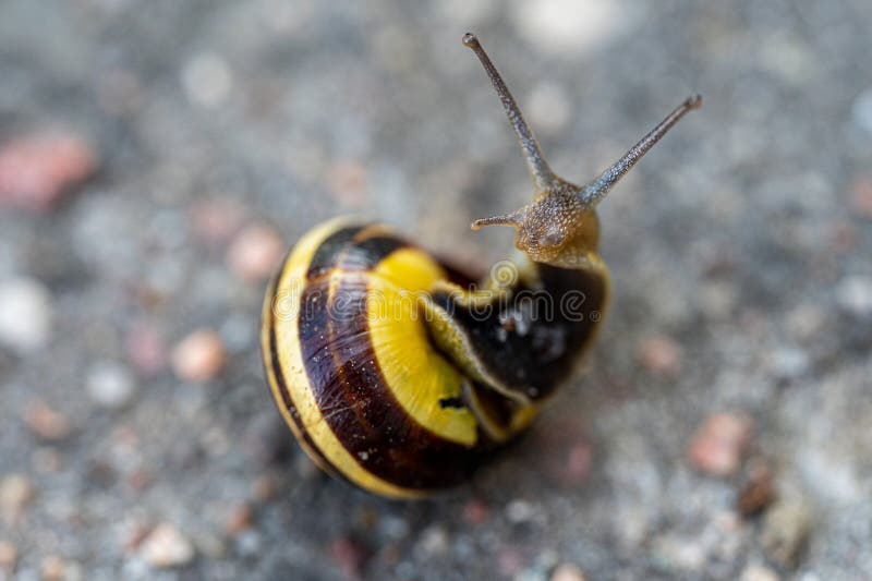 Snail Peeks Out from the Shell Stock Photo - Image of animal, honeybee ...