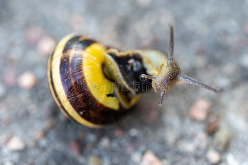 Snail Peeks Out from the Shell Stock Photo - Image of animal, bumblebee ...