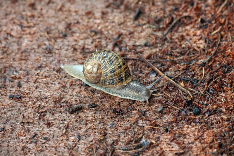 Snail pest stock image. Image of closeup, insect, soil - 186096871