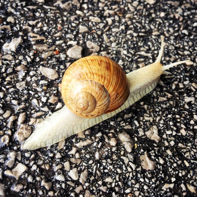 Snail stock photo. Image of poke, snail, escargot, slowpoke - 103245402