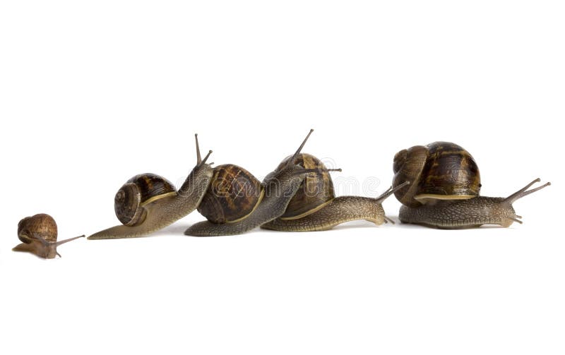 Snails in a Row stock image. Image of line, animal, lead - 230417