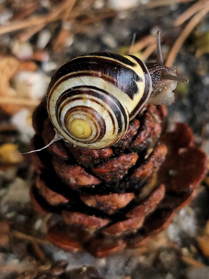 Cone Snail Fish Stock Photos - Free & Royalty-Free Stock Photos from ...