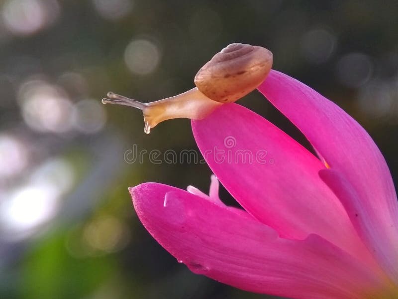 Snail flower bokeh stock photo. Image of snails, pink - 106524208