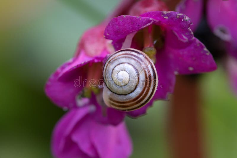 Snail on pink flower stock image. Image of green, shell - 94075581